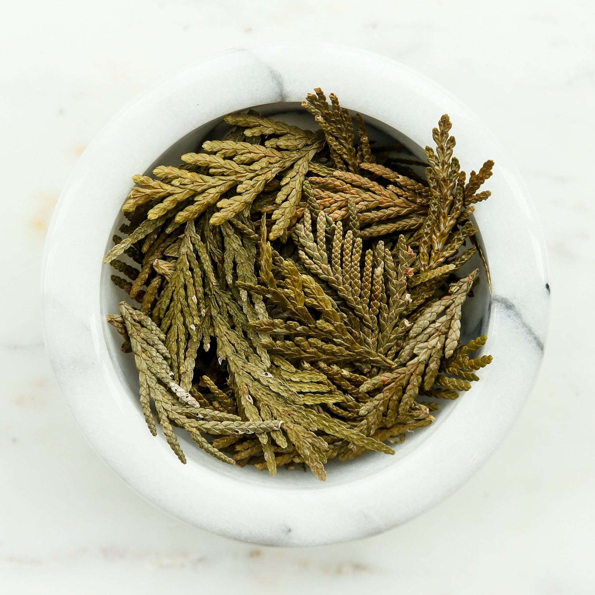 Cedar Leaf – Forest & Meadow Herbal Shop and Clinic